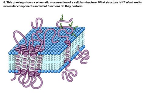 Solved This Drawing Shows A Schematic Cross Section Of A Cellular Structure What Structure