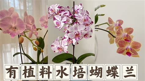静姐蝴蝶兰28根壮花好省心的好方法有植料水培蝴蝶兰新手老手都适用 YouTube