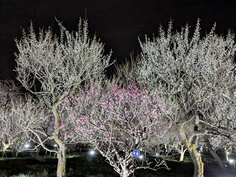 府中市郷土の森博物館 【梅の開花状況 全体の5～6割】 本日222は梅園ライトアップ日です 昼間とは違う梅の姿をお楽しみください♪