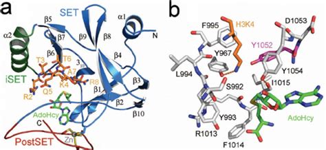 Homology Model Of The Yeast Set1 Catalytic Domain A Ribbon