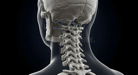 Human Cervical Spine Anatomy Detailed 3d Rendering Of The Neck