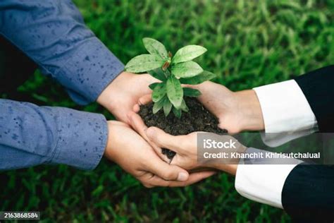 지속 가능한 환경을 위해 녹색 식물 나무를 함께 들고 있는 기업 손 세계 환경의 날을 맞아 생태계 조직 개발 그린 비즈니스 기업에서의 협업 2명에 대한 스톡 사진 및 기타