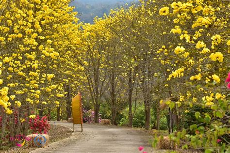 ดอกเหลืองอินเดียบ้านงอบ เบ่งบาน ททท สำนักงานน่าน