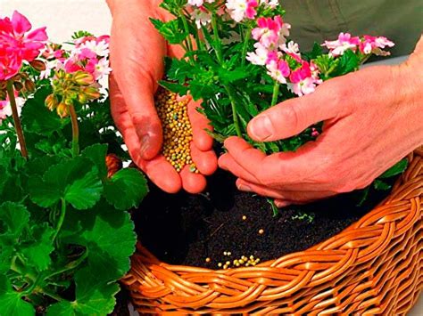 Классификация удобрений для комнатных растений Периоды внесения удобрений