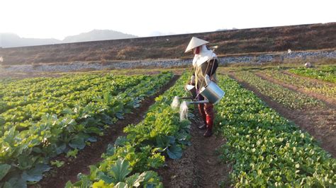 Tăng cường quản lý Nhà nước trong chuyển đổi cơ cấu cây trồng trên đất trồng lúa