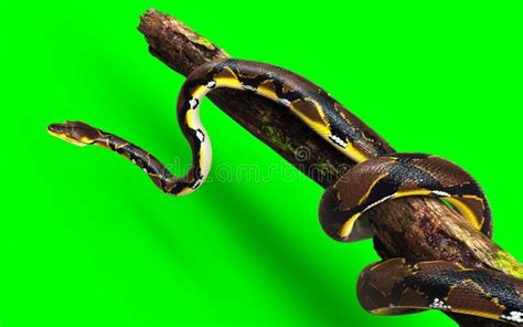 Reticulatus Python Stock Illustrations 409 Reticulatus Python Stock