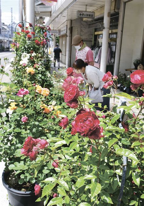 香りに誘われまち歩き まちバラぶらり開幕 長野県伊那市 全国郷土紙連合