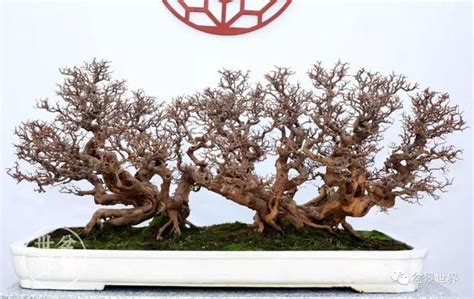 一组雀梅盆景佳作欣赏，横林叠翠，古木幽林，独钓寒江雀梅盆景张新华新浪新闻