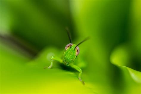 Smiling Grasshopper By Keith G Hawley Redbubble