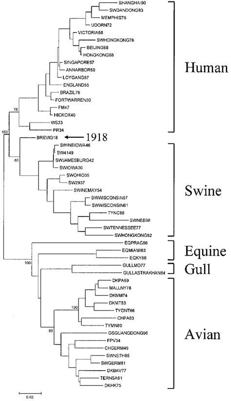 Total Nucleotide Phylogenetic Tree Of Influenza Virus Np Gene