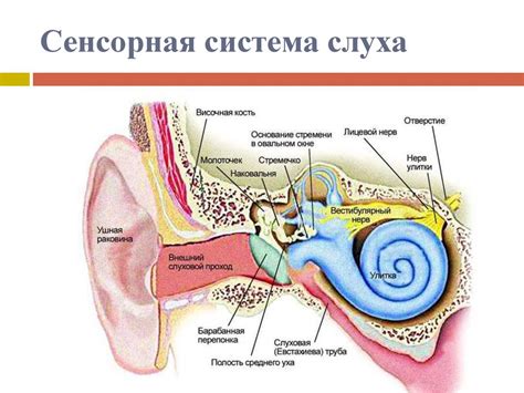 Сенсорные системы. Анализаторы - презентация онлайн