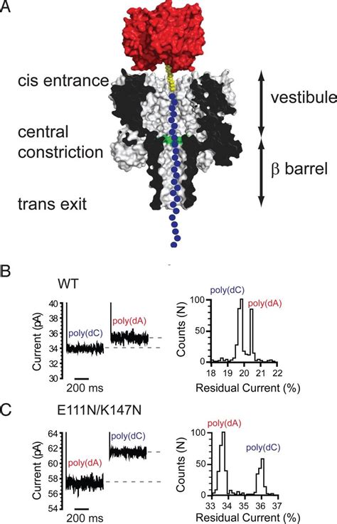 Discrimination Of Immobilized Dna Homopolymers By Hl Pores A