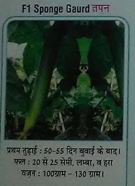 Retailer Of Seeds From Allahabad Uttar Pradesh By Yash Agrigenetics Seeds