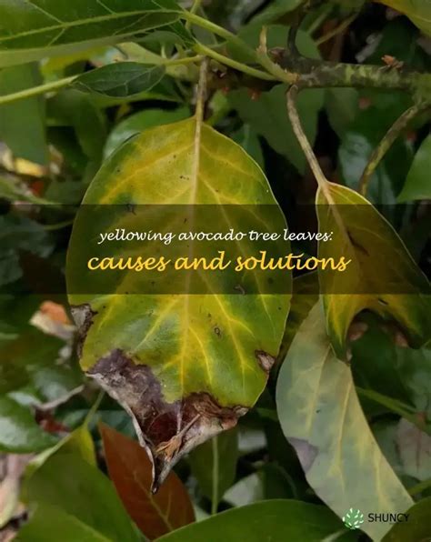Yellowing Avocado Tree Leaves Causes And Solutions Shuncy