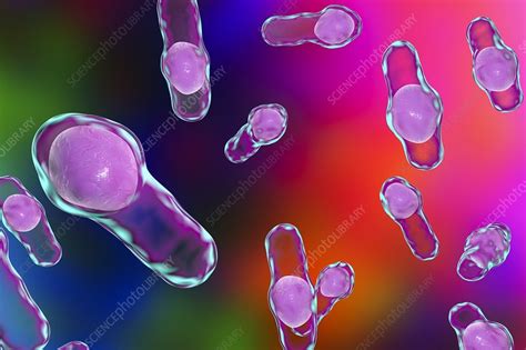 Clostridioides Difficile Bacteria Illustration Stock Image F013