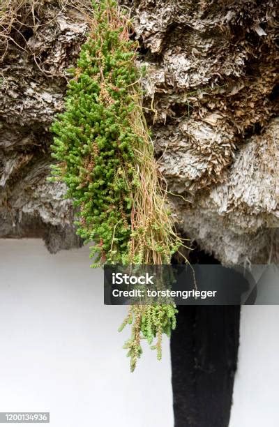 Photo Libre De Droit De Danemark Usine De Sedum Sur Un Toit Dalgues