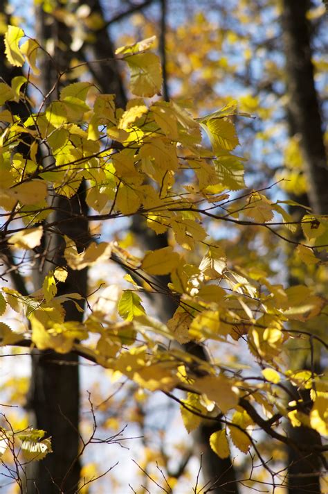 Free Images Nature Branch Blossom Light Sunlight Leaf Flower