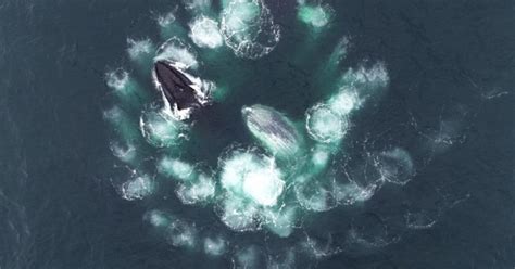 거품 그물 만들어 먹이 꿀꺽 하는 혹등고래