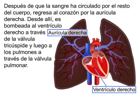 PatEdu Insuficiencia cardíaca