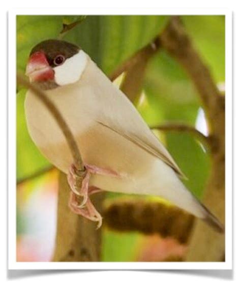 Buy Java Rice Finch Fawn Online Novan Bird S For Sale