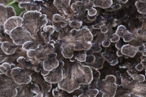 Hen Of The Woods Fresh Mendham Mushrooms