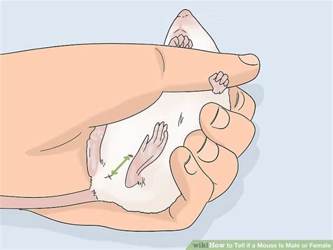 How To Tell If A Mouse Is Male Or Female 7 Steps With Pictures