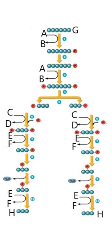 Diagram Of Glycolysis Quizlet
