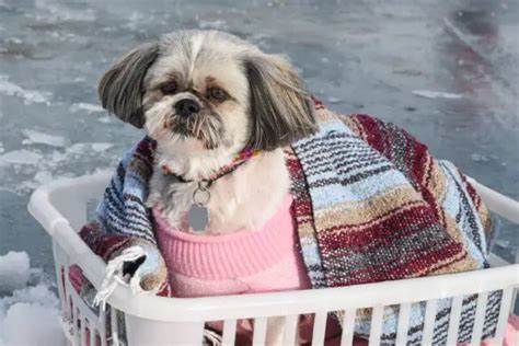 Shih Tzu Weight Whats Normal And Whats Not