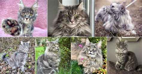 21 Blue Tabby Maine Coon Cats Youll Want To Adopt