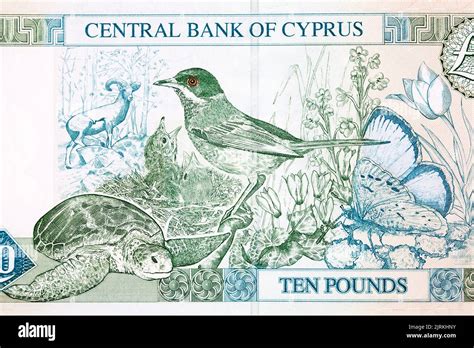 Cyprus Warbler Green Turtle Paphos Blue Butterfly Cyprus Mouflon Tulipa Cypria Cyclamen