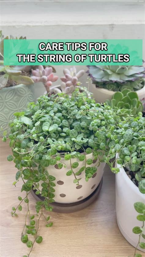 110 Trailing Succulents Ideas Succulents Plants Planting Succulents