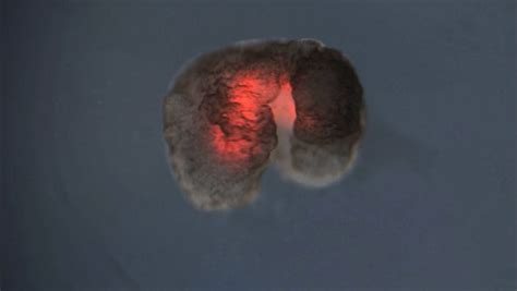 Scientists Make First Living Robots From Frog Cells