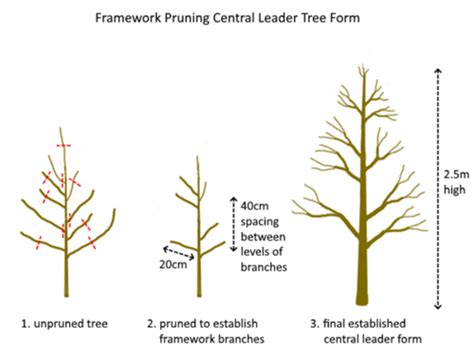 Reasons To Prune Techniques Flashcards Quizlet