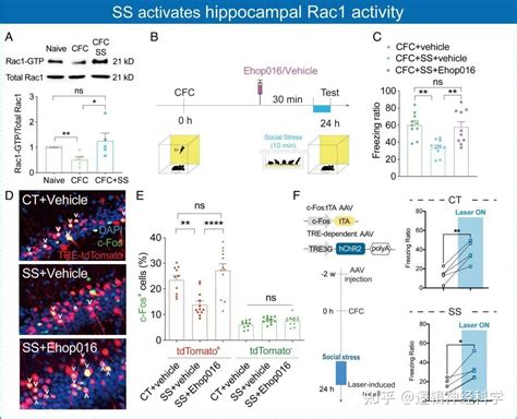 Pnas︱清华大学生命科学学院钟毅课题组揭示rac1 依赖的遗忘机制是情绪状态影响记忆表达的神经基础 知乎