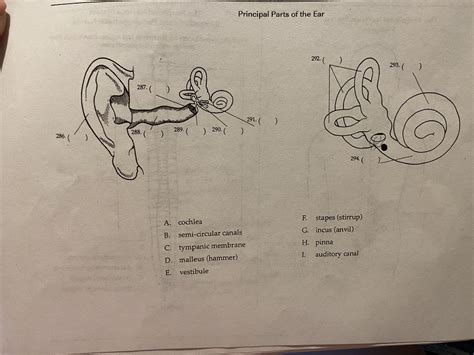 Anatomy Bootcamp Parts Of The Ear Diagram Quizlet