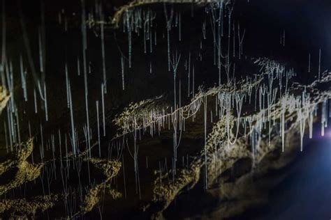 13 Things To Know Before Visiting Waitomo Caves Nz My Top Tips