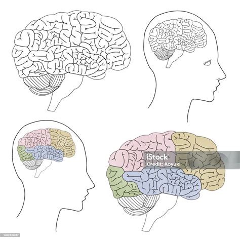 Set Di Diagrammi Di Sezione Trasversale Del Cervello Umano Immagini