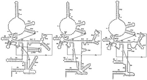 Deduced Secondary Structures Of Rnase P Rna In Chlamydophila Psittaci Download Scientific
