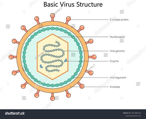 Basic Virus Structure Labeled Components Envelope Stock Vector Royalty
