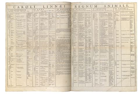 Human Taxonomy Chart