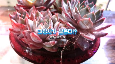 식물이좋아요인기동영상숙다육티비다육이키우기多肉植物다육이들たにくしょくぶつ다육이초보다육 Succulent 고양이치치분갈이하니치치 Youtube