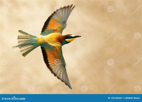 European Bee Eater In Flight On A Beautiful Background Stock Image
