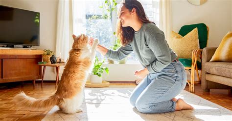 Pawsome Tricks To Teach Your Cat Critter Culture