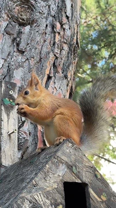 Наша Геленджикская любимица🌄 белочка Youtube