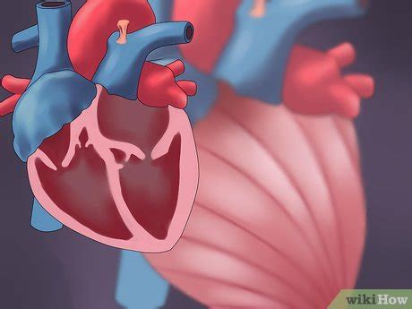 Ways To Determine Cardiac Output WikiHow Health