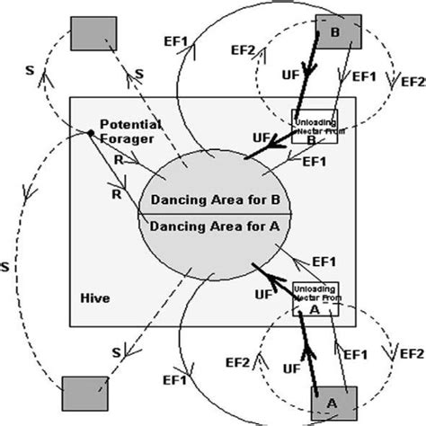 The Behaviour Of Honey Bee Was Foraging For Nectar Where The Inferior Download Scientific