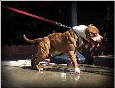 10 Most Muscular Dogs Of All Time