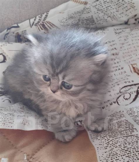Персидская кошечка серебристого окраса в наличии Цена 7 000₽ во