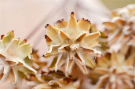 Dried Natural Plumosum The Blaithin Blair Shop