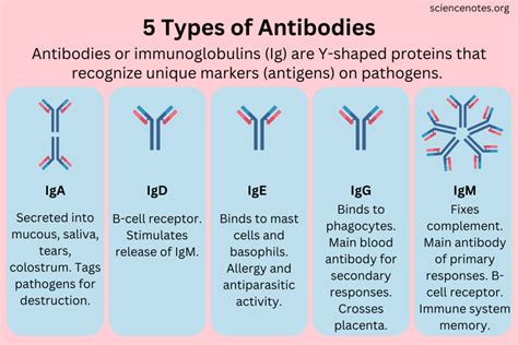 What Type Of Immunoglobulin Is The Most Abundant Antibody